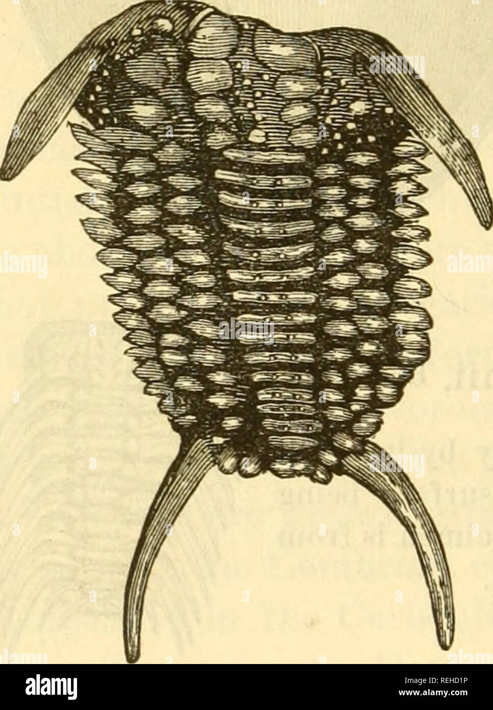 . College collection of palaeontology. No. 150. [398, Cast]. Ceraurus ...