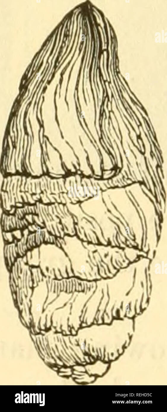 Ganoid fish hi-res stock photography and images - Alamy