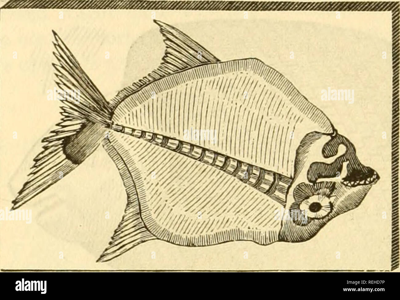 . College collection of palaeontology. 70 VERTEBRATA. unequal rows. The ...