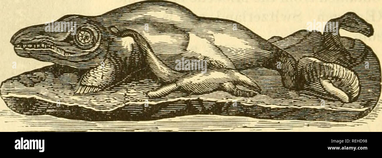 . College collection of palaeontology. No. 99. [302] Pterodactylus. No ...