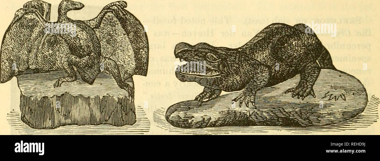 . College collection of palaeontology. No yy. [308] Megalosaurus. house ...
