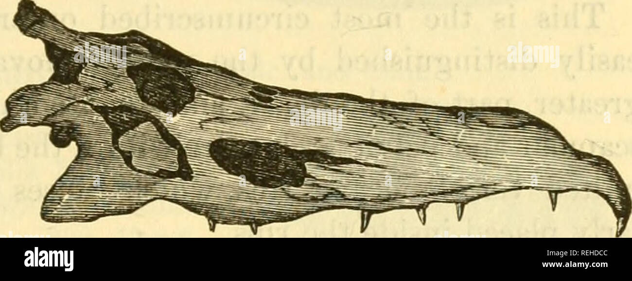 Teleosaurus genus hi-res stock photography and images - Alamy