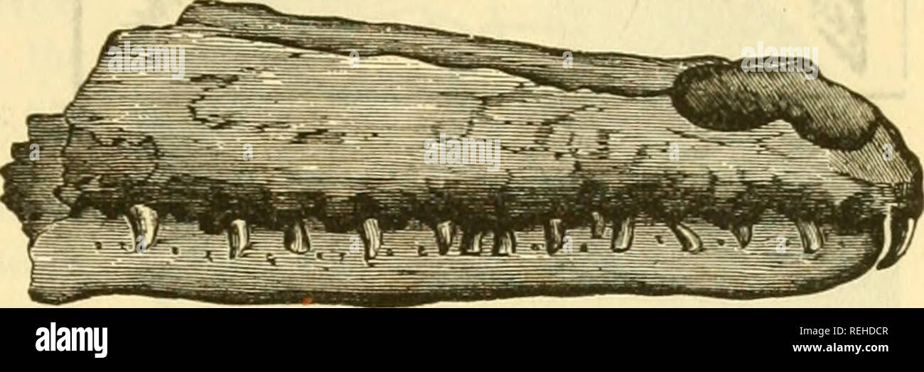 Teleosaurus genus hi-res stock photography and images - Alamy