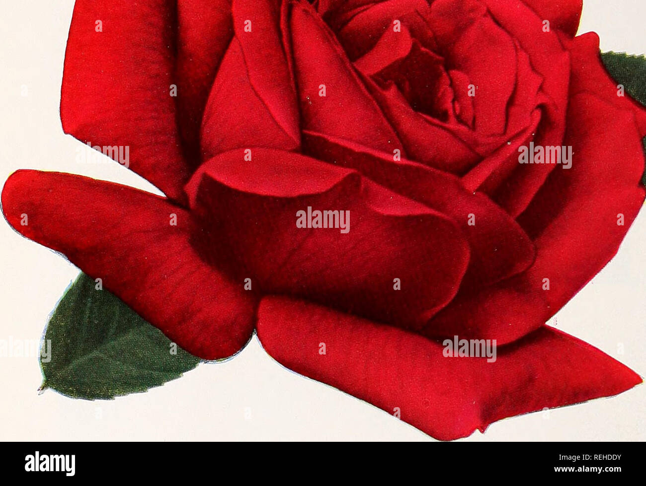 Chrysler imperial rose hi-res stock photography and images - Alamy