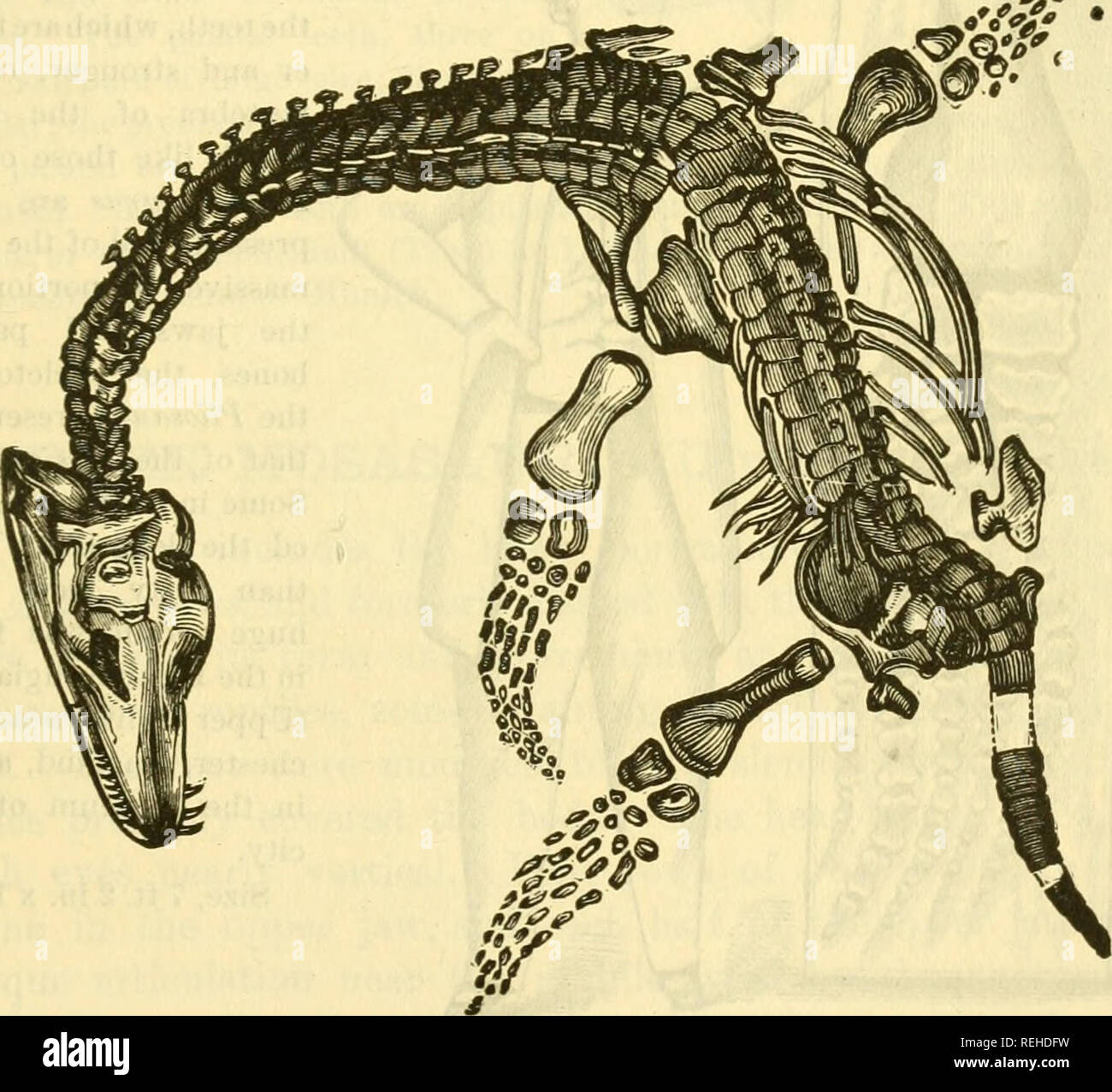 Plesiosaurus bones hi-res stock photography and images - Alamy