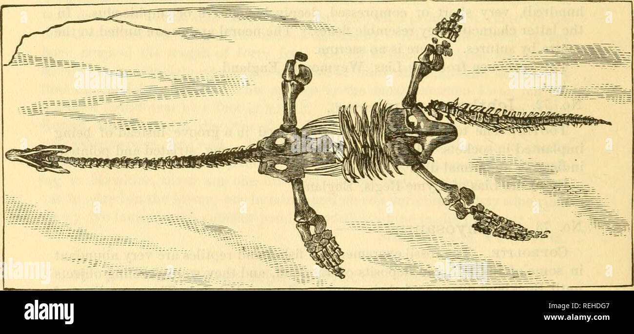 . College collection of palaeontology. 50 VERTEBRATA. ORDER ...