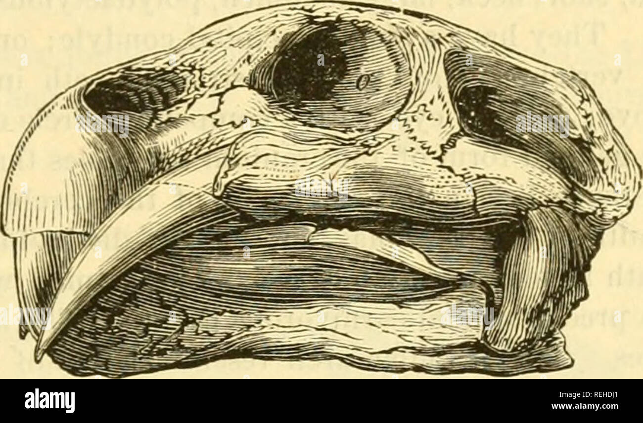 . College collection of palaeontology. REPTILIA. 47 of the skeleton ...