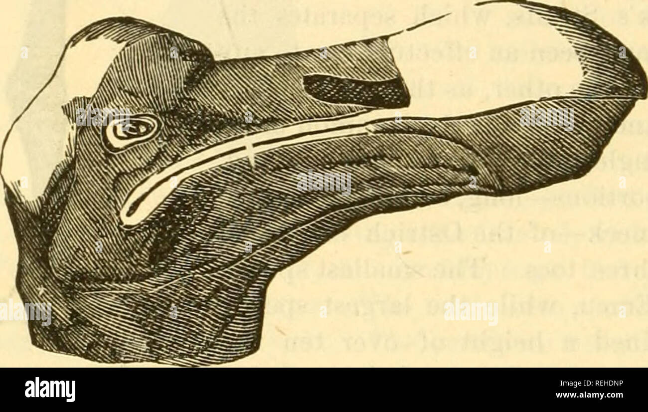 . College collection of palaeontology. Egg and Tauso-Metatarsus (cast ...