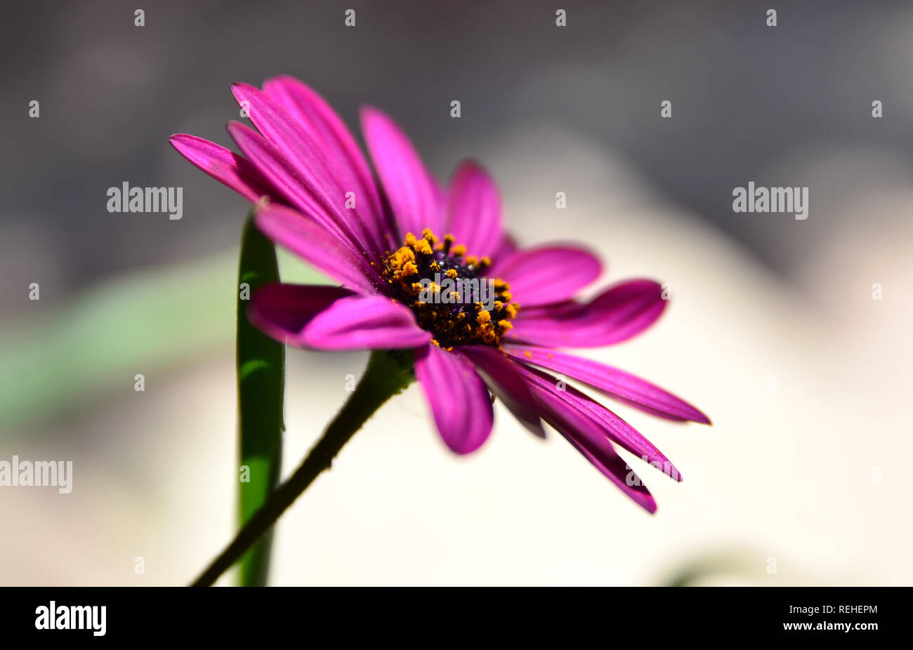 Close-up of a Purple African daisy, also known as Osteospermum by ...