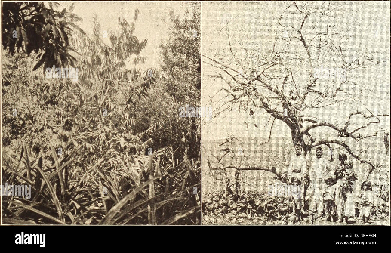 . Collected papers on tropical fruits in California. Pomona College ...