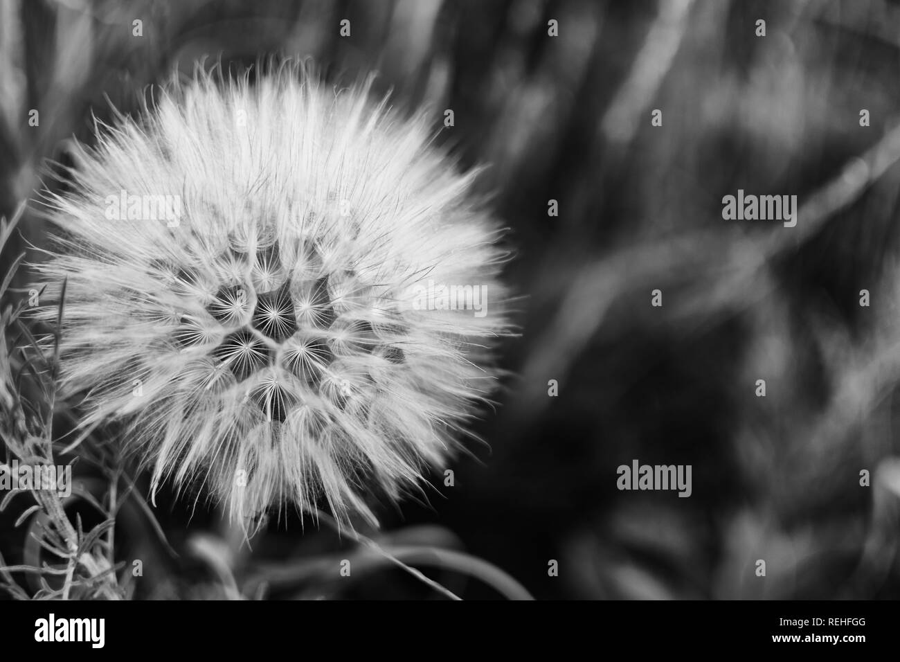 Pistil single Black and White Stock Photos & Images - Alamy