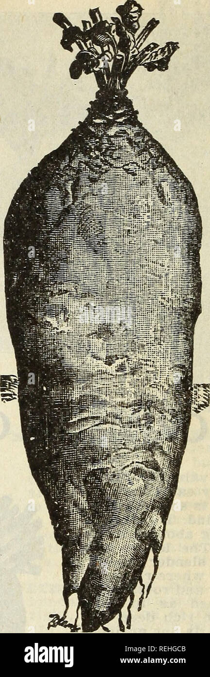 Mangrel hi-res stock photography and images - Alamy