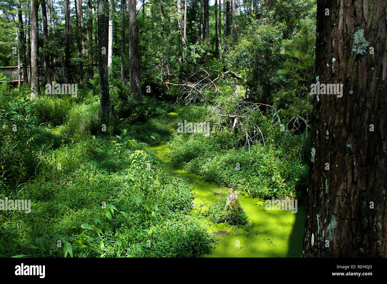Forested Wetland