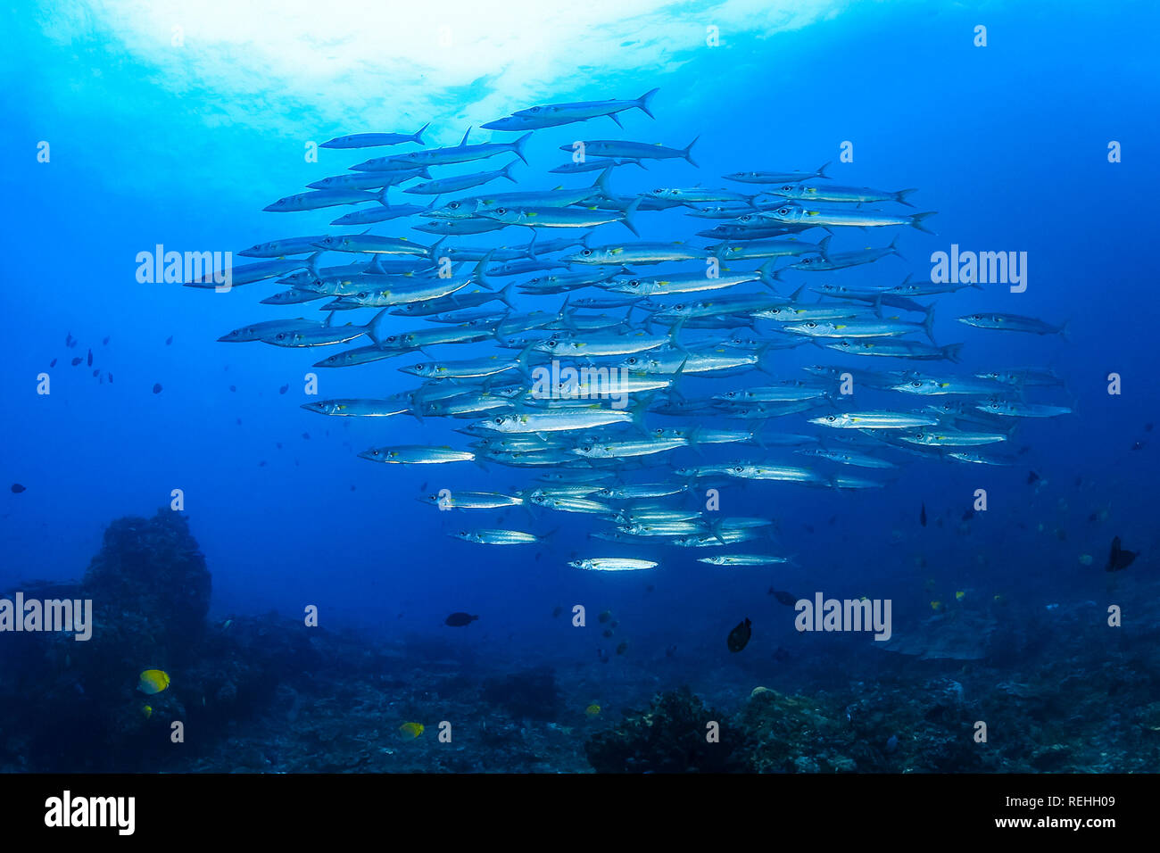 Barracuda, Sphyraena forsteri, Nusa Penida, Lembongan, Bali, Indian ...