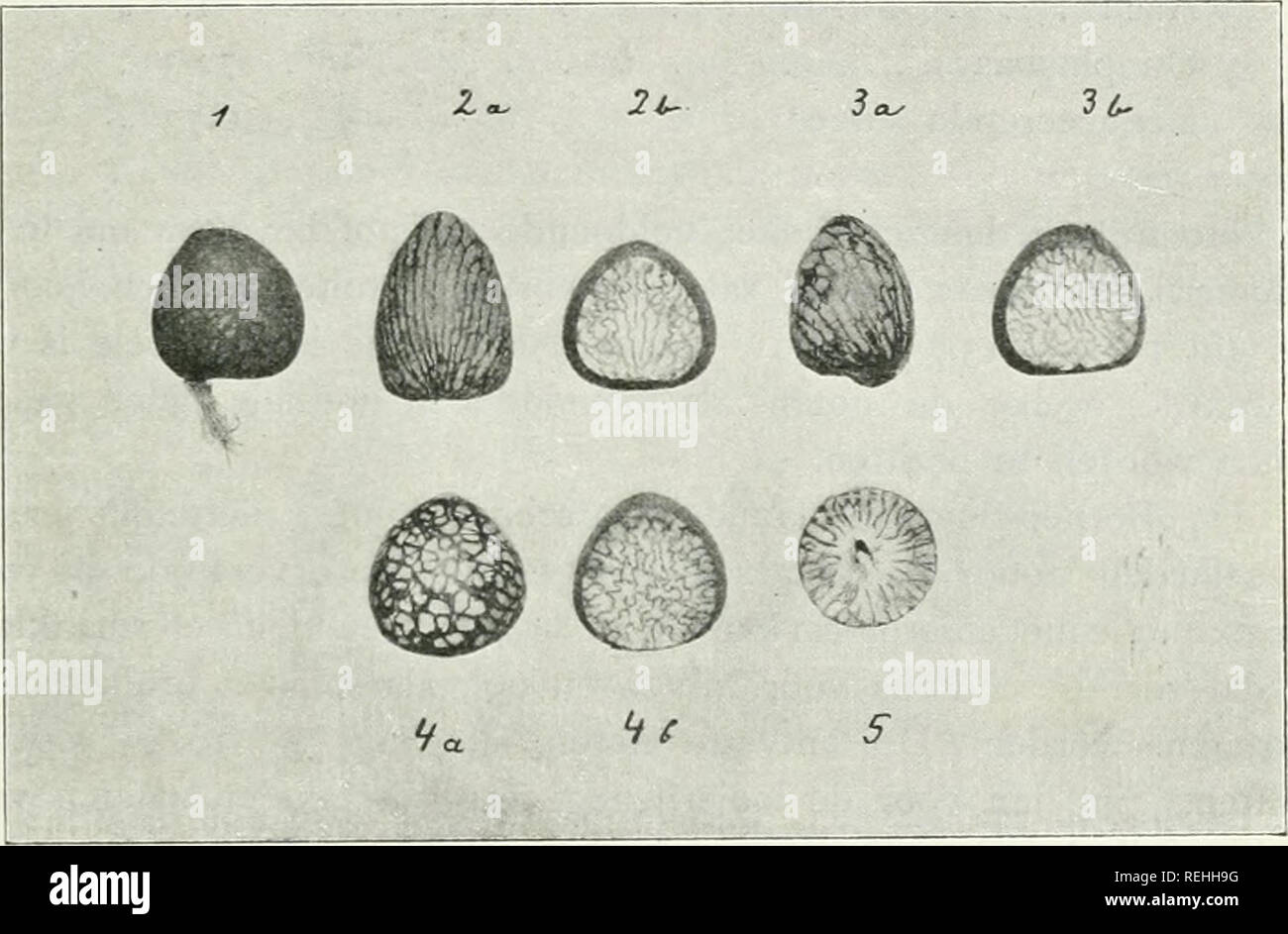 Het looi hi-res stock photography and images - Alamy