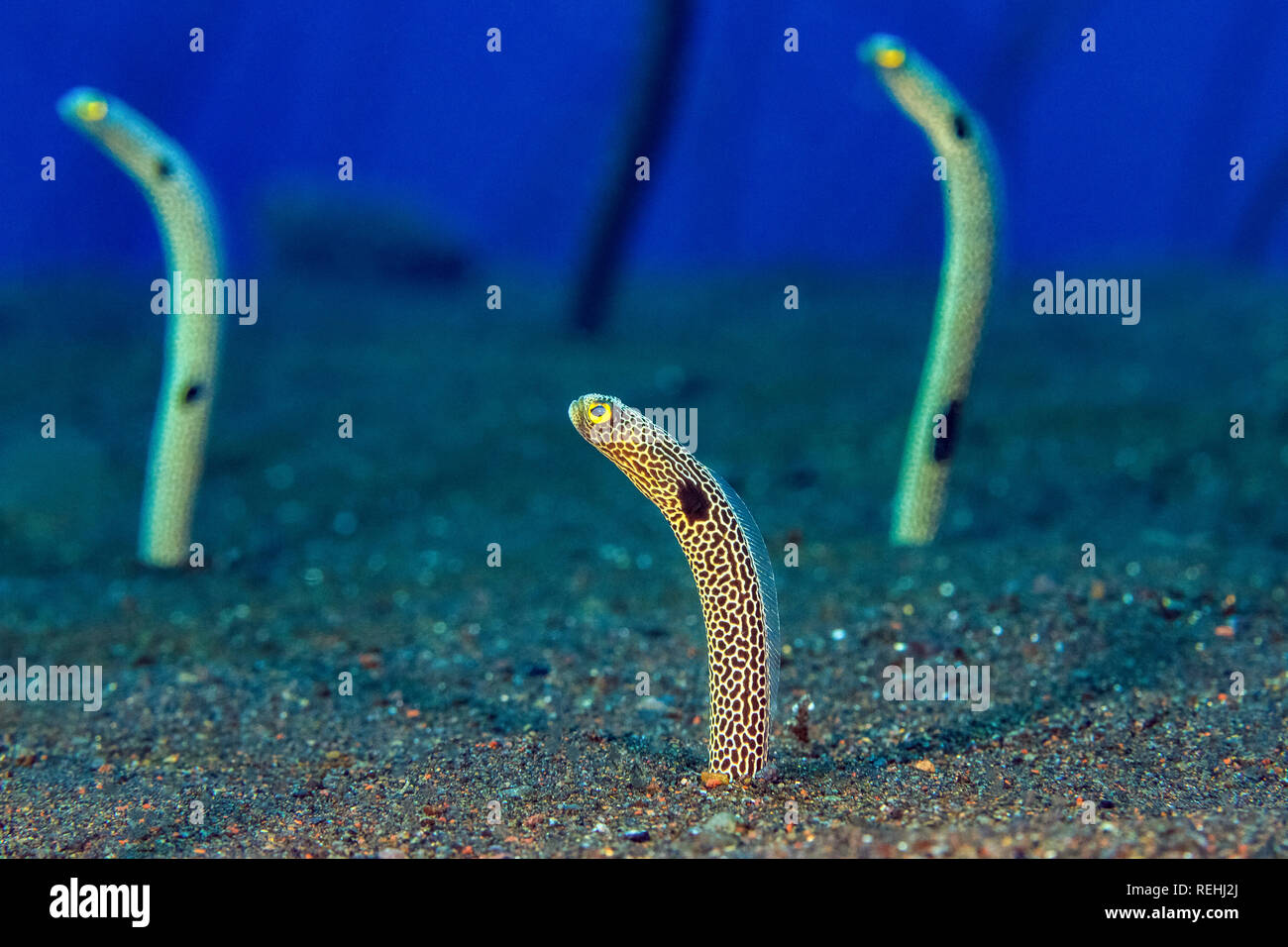 Spotted garden eel heteroconger hassi hi-res stock photography and ...