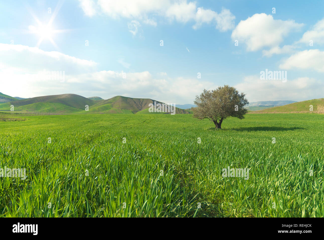 Tree alone in a sunny green field Stock Photo - Alamy