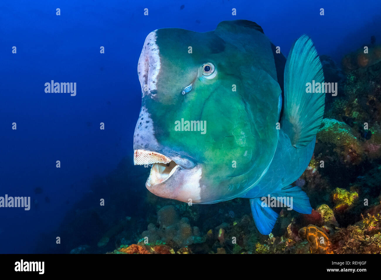 Humphead parrotfish hi-res stock photography and images - Alamy
