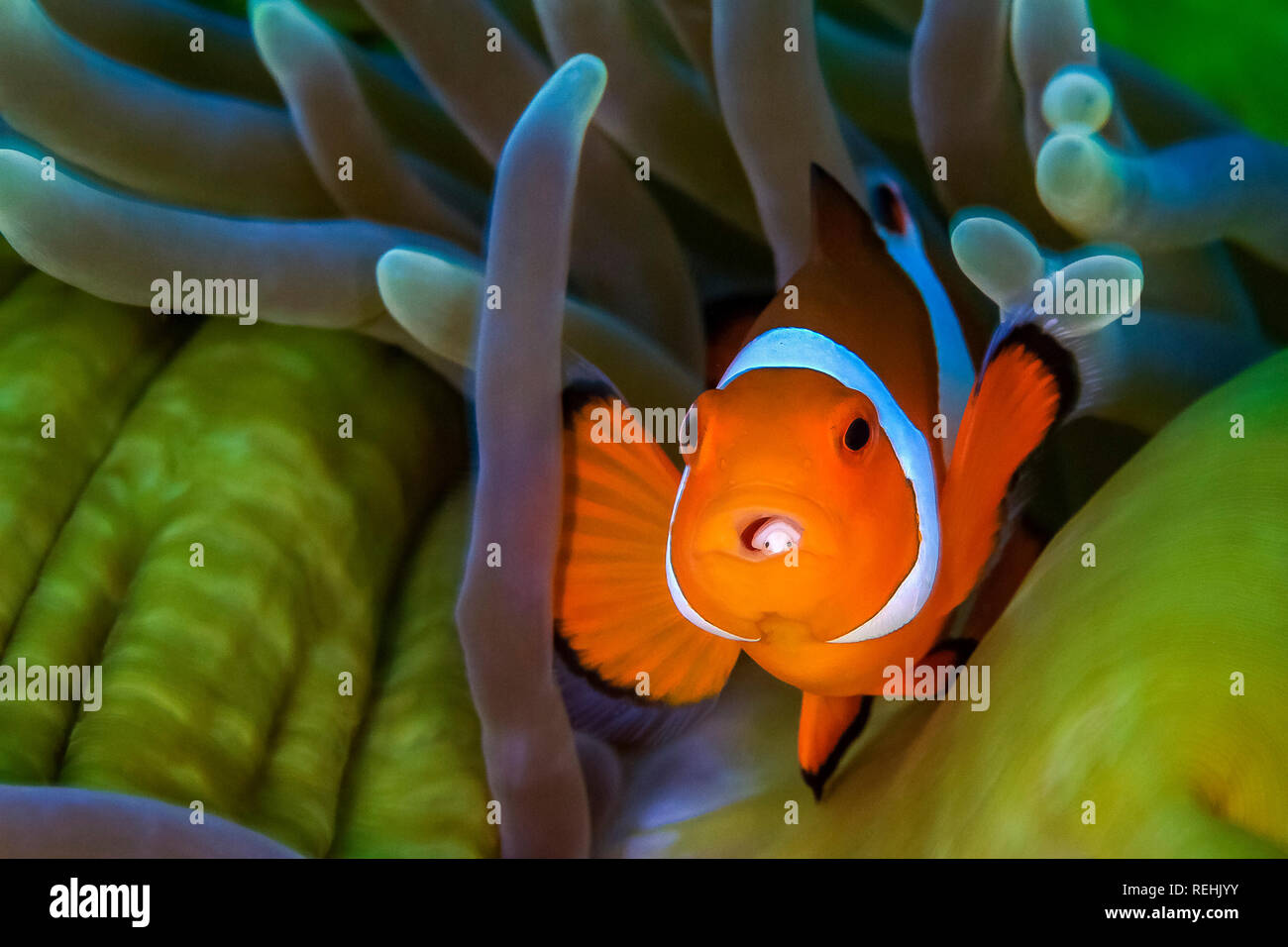 Amphiprion percula with cymothoa parasite hi-res stock photography and ...