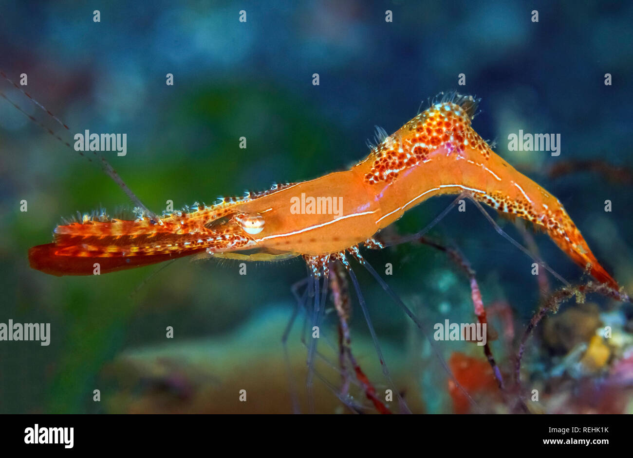 Donald duck shrimp leander plumosus hi-res stock photography and images ...