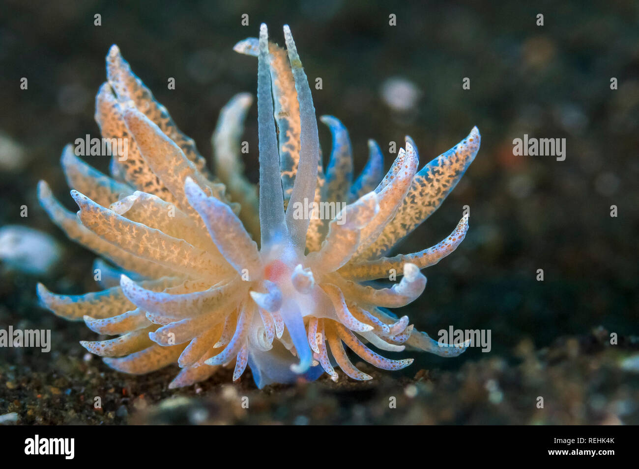 Bitung hi-res stock photography and images - Alamy