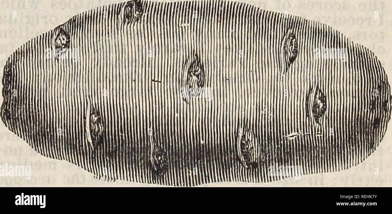 Foremost potato hi-res stock photography and images - Alamy