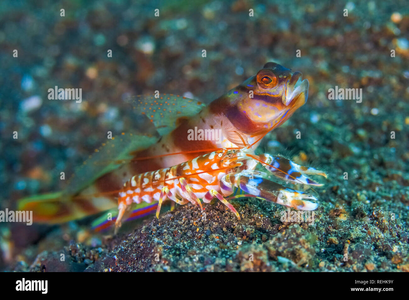 Flag tail shrimp goby hi-res stock photography and images - Alamy