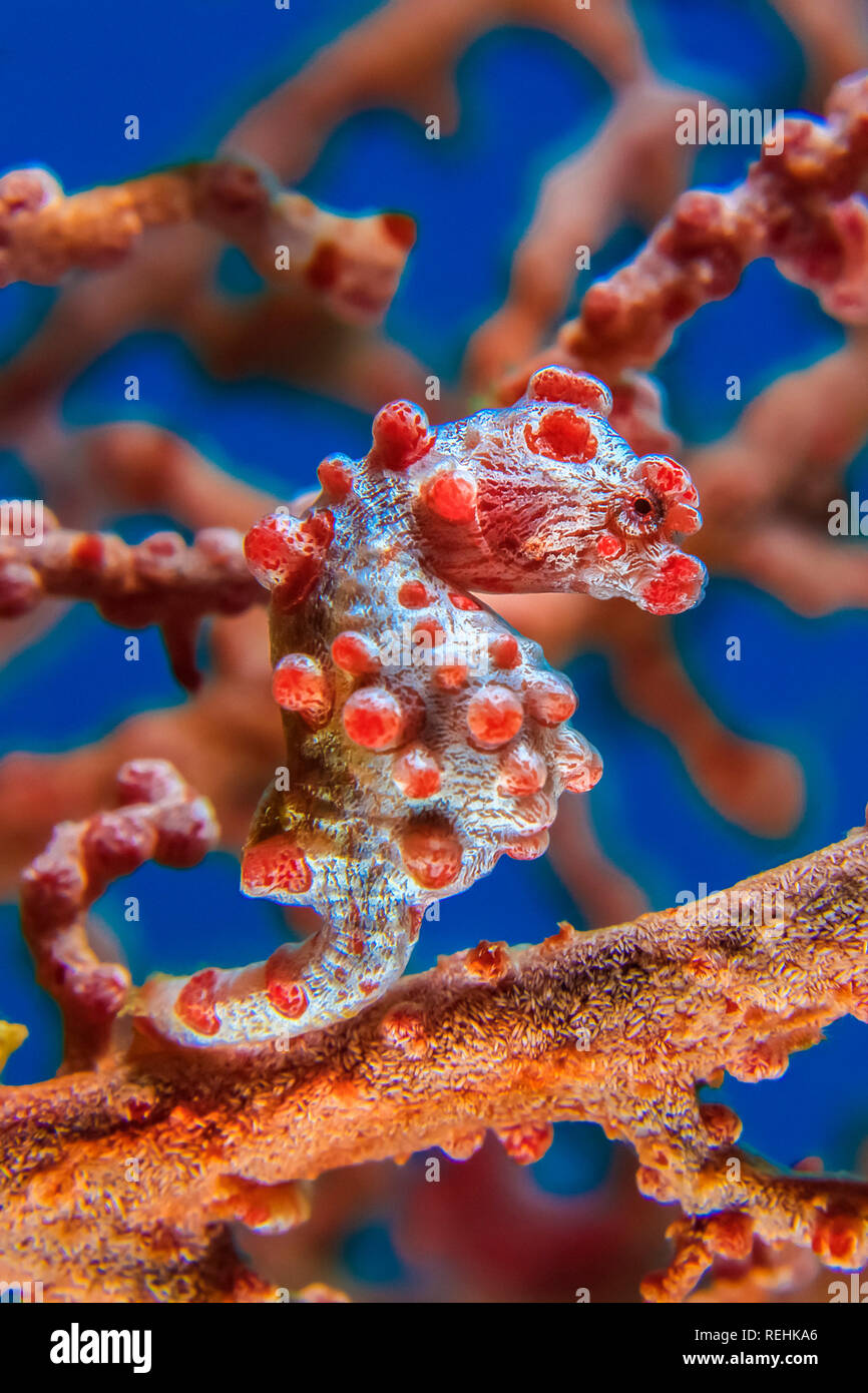 Bargibanti indonesia sulawesi hi-res stock photography and images - Alamy