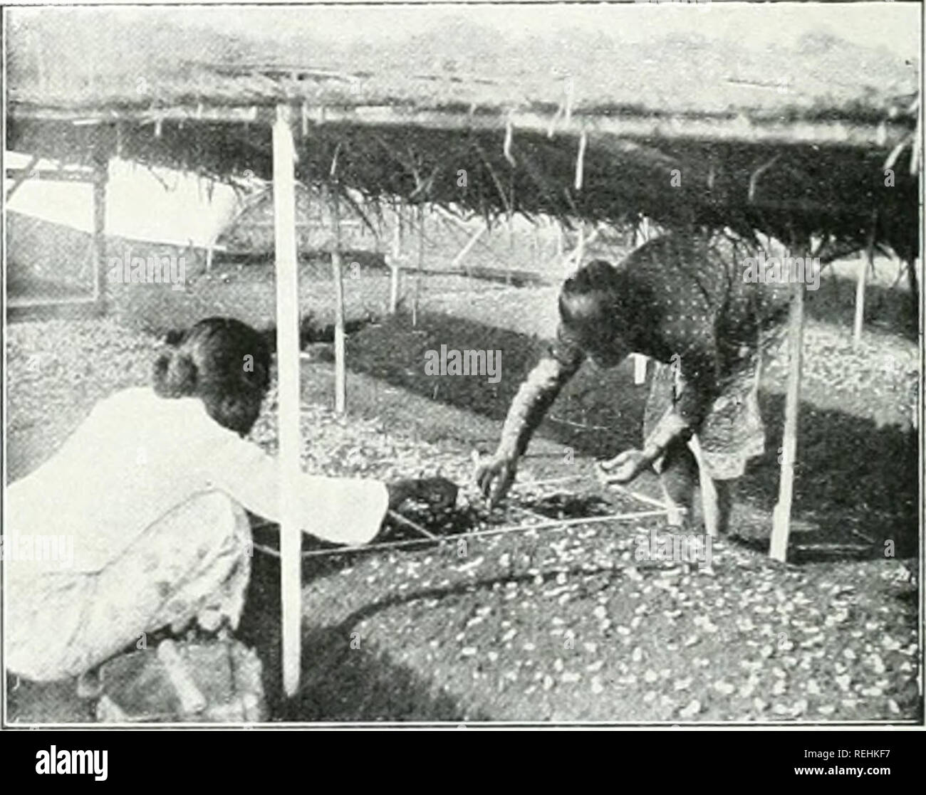 . Dr. K.W. van Gorkom's Oost-Indische cultures. Opnieuw uitg. onder ...