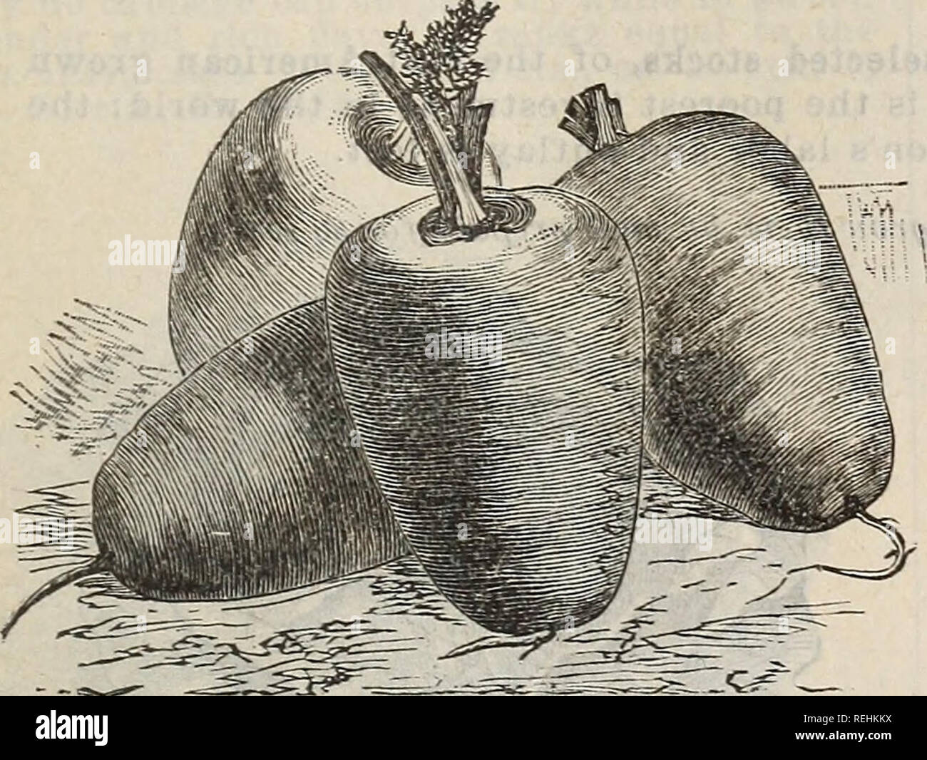 Garrotte hi-res stock photography and images - Alamy