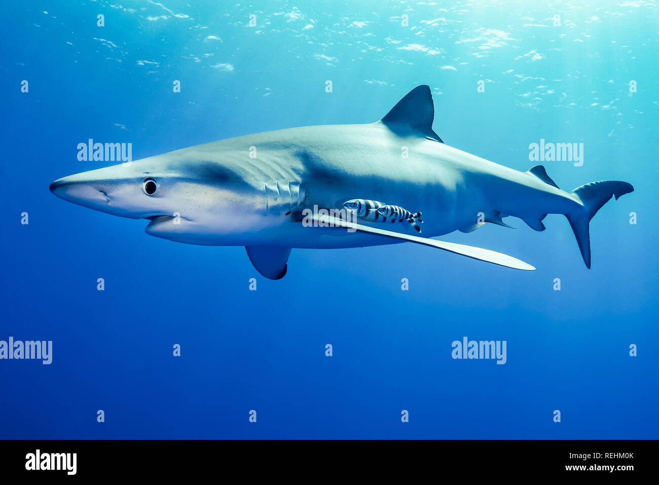 Condor banks hi-res stock photography and images - Alamy