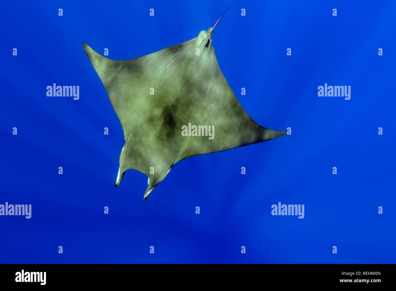 Lesser devil ray hi-res stock photography and images - Alamy