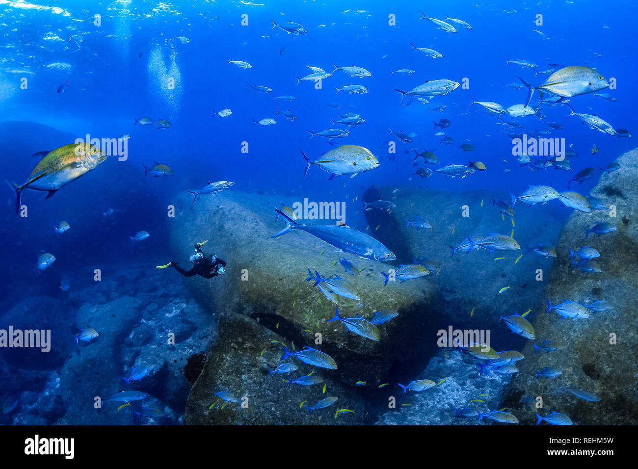 bluefin trevally, Caranx melampygus, bluefin jack, bluefin kingfish ...