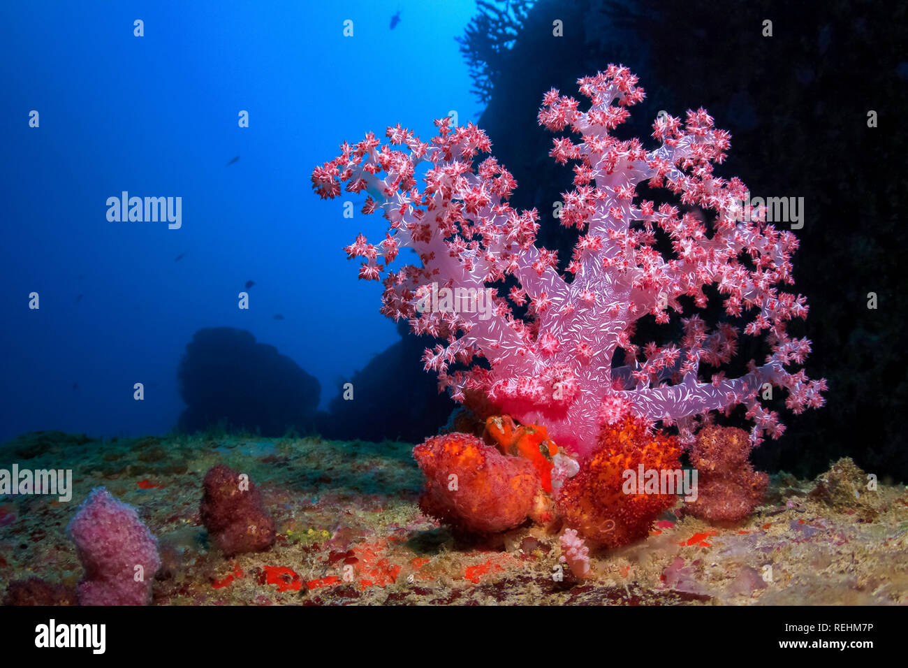 Pink Soft Coral, Dendronephthya klunzingeri, Christmas Point, Similan ...
