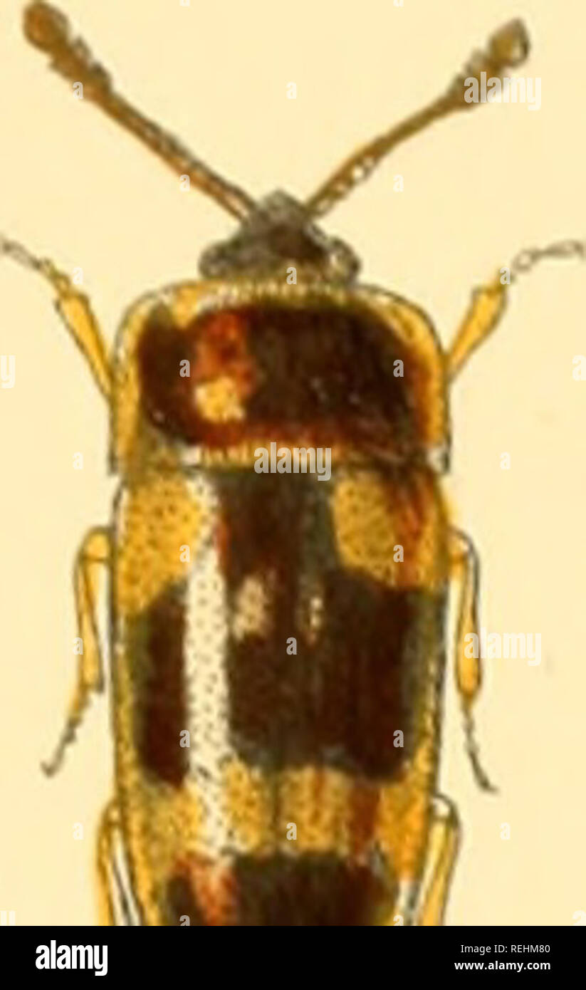 . The Coleoptera of the British islands. A descriptive account of the ...