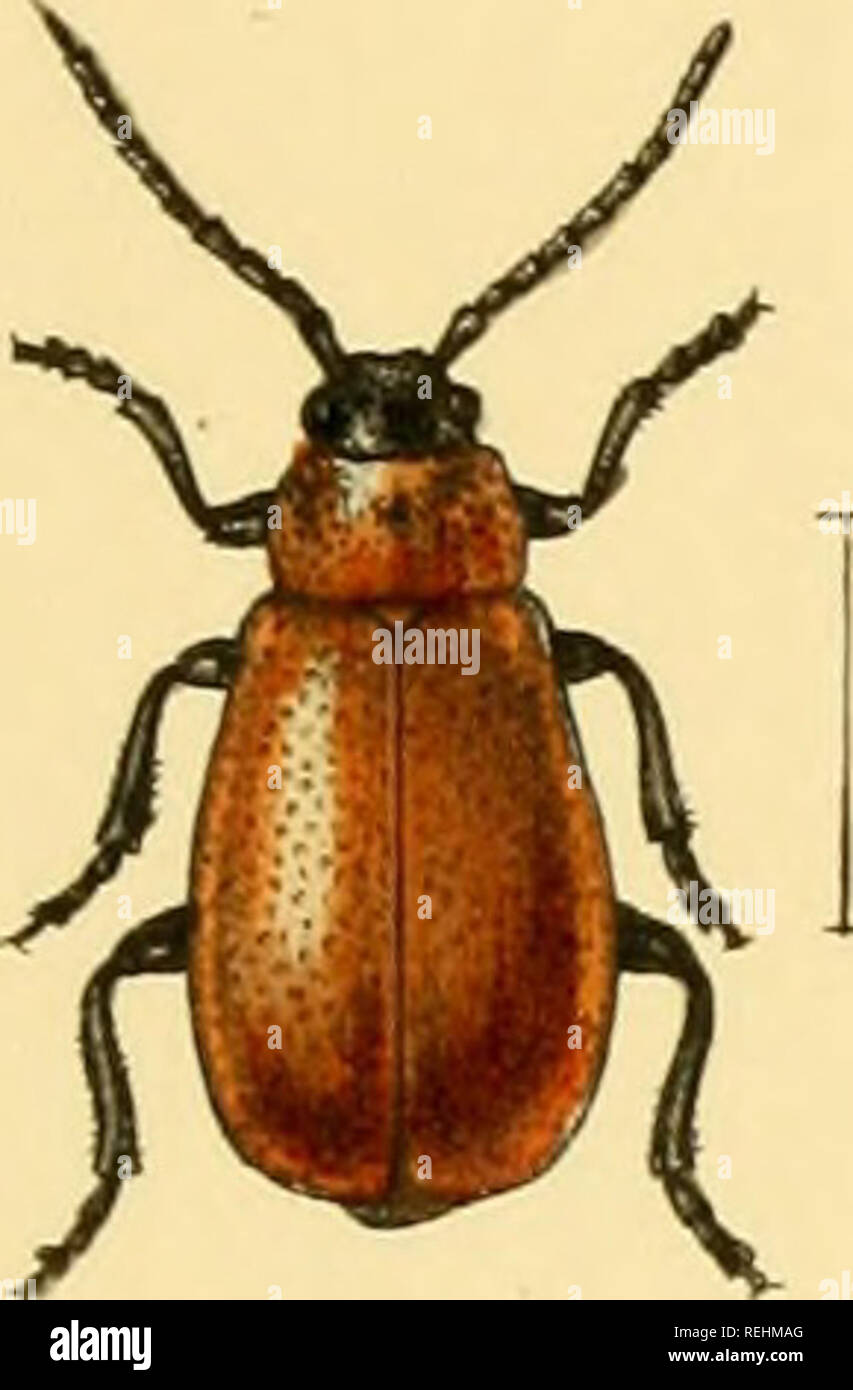 . The Coleoptera of the British islands. A descriptive account of the ...