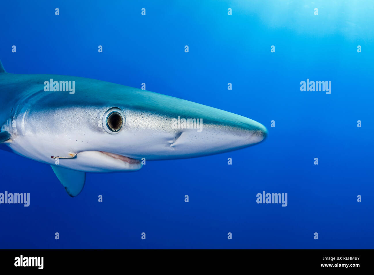 Blue shark azores hi-res stock photography and images - Alamy