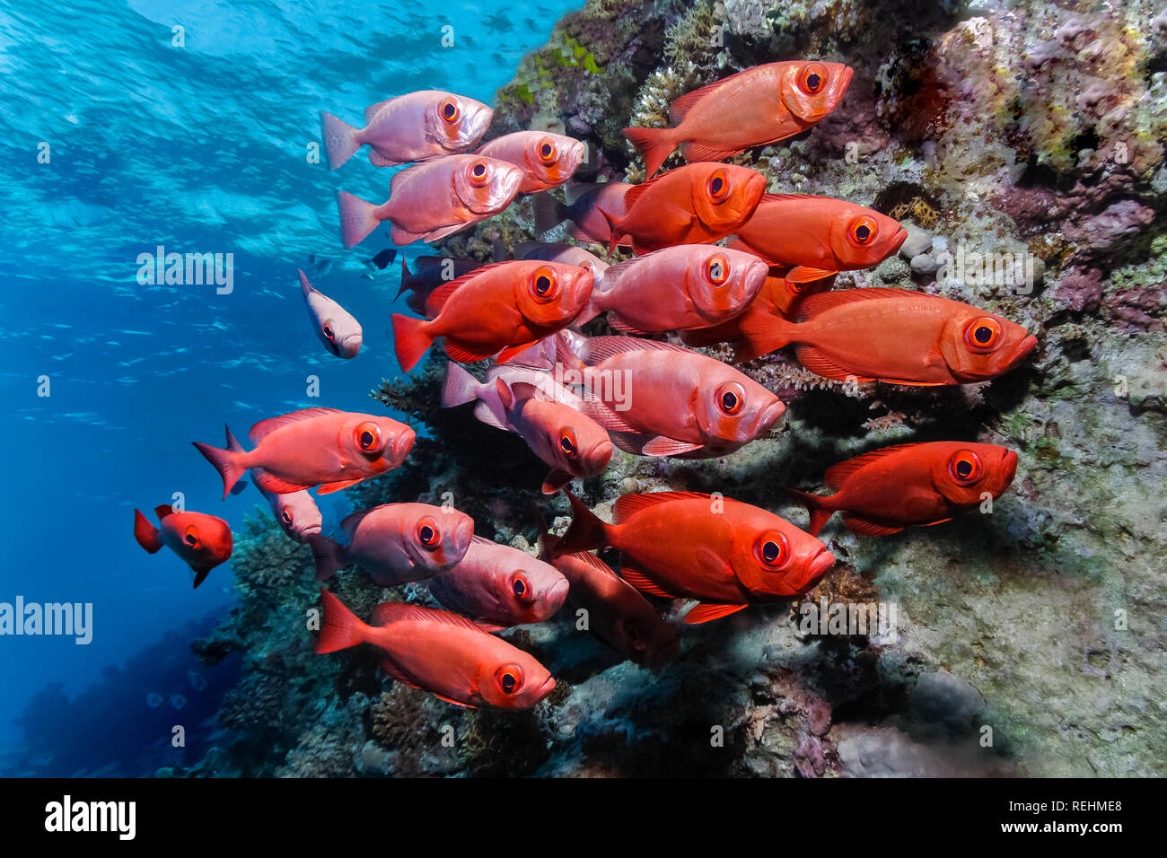 Catalufa soldierfish hi-res stock photography and images - Alamy