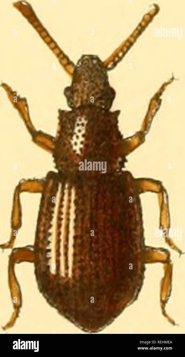 . The Coleoptera of the British islands. A descriptive account of the ...