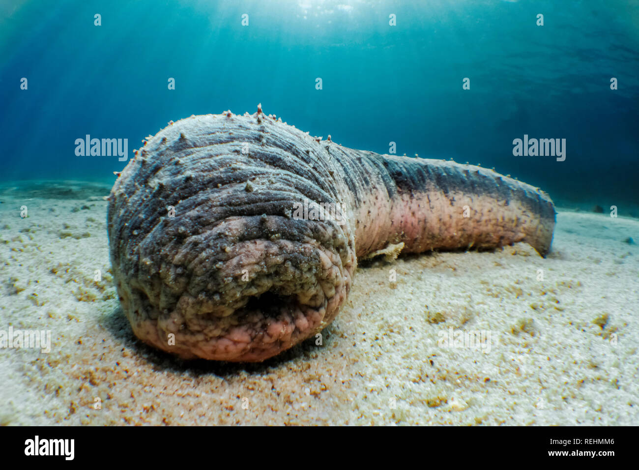 Sea cucumber, Echinoderms Holothuroidea, Insect Eye, Eilat, Red Sea ...