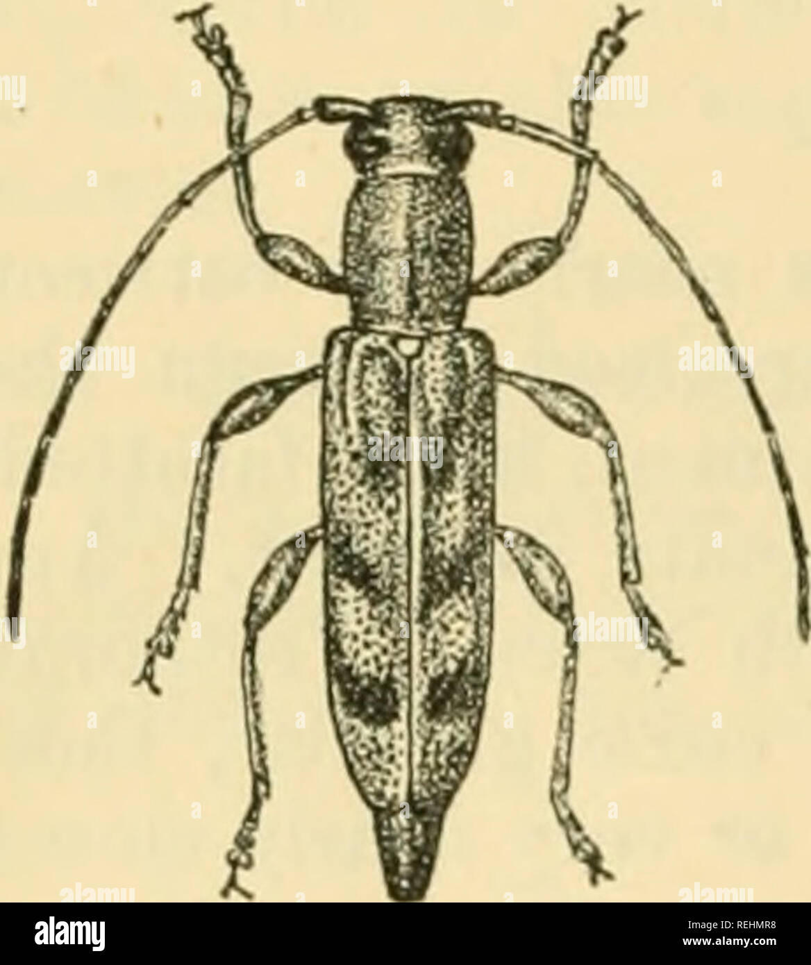 . Coleoptera. Vol. I. [Longicornia. Part I.]. Beetles; Cerambycidae ...