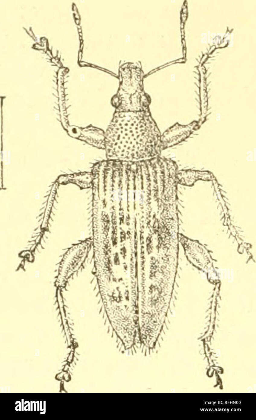 . Coleoptera. Rhynchophora:-Curculionidæ,. Curculionidae. 358 CUBCL ...