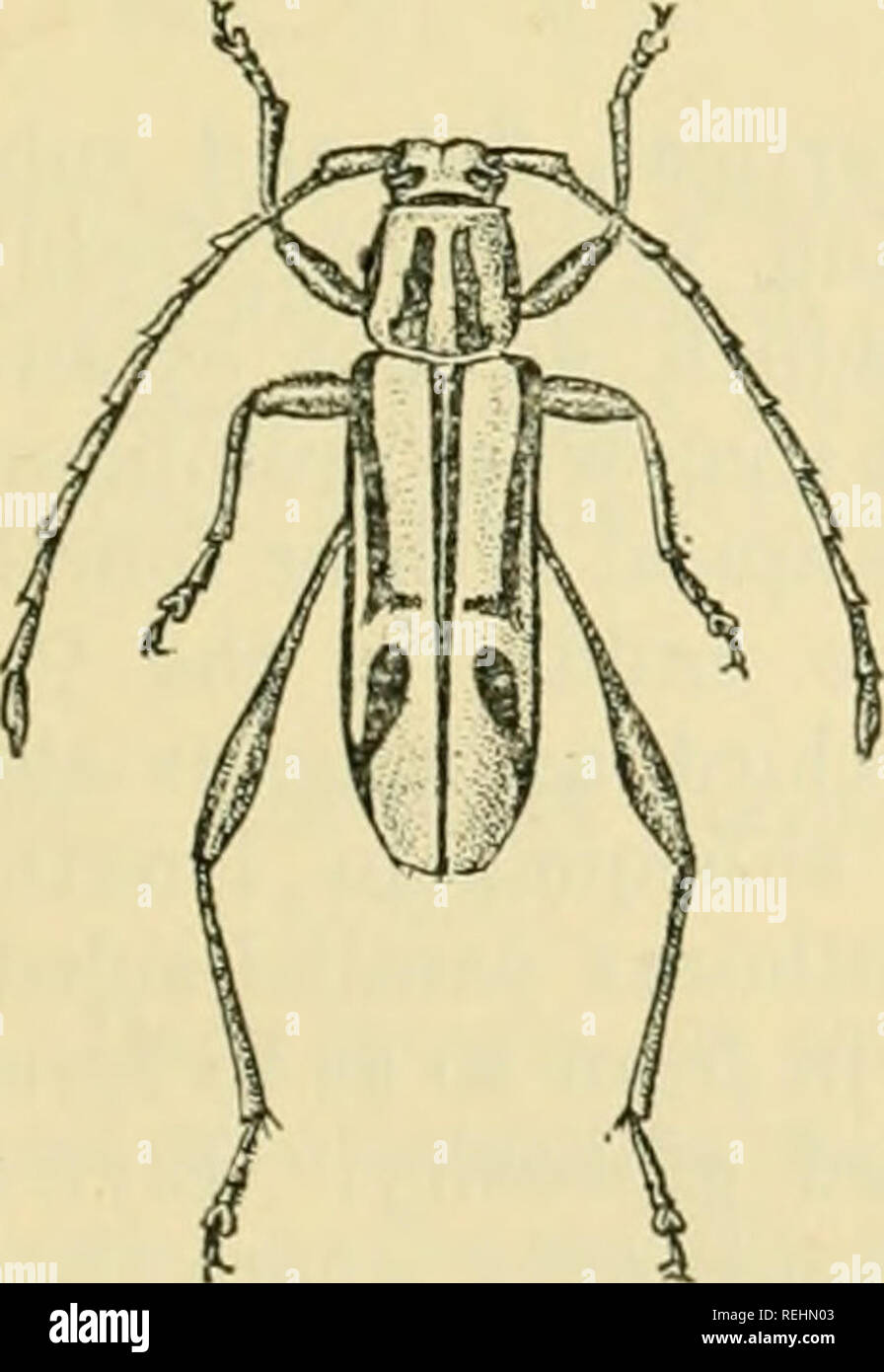 Philippine beetles hi-res stock photography and images - Alamy