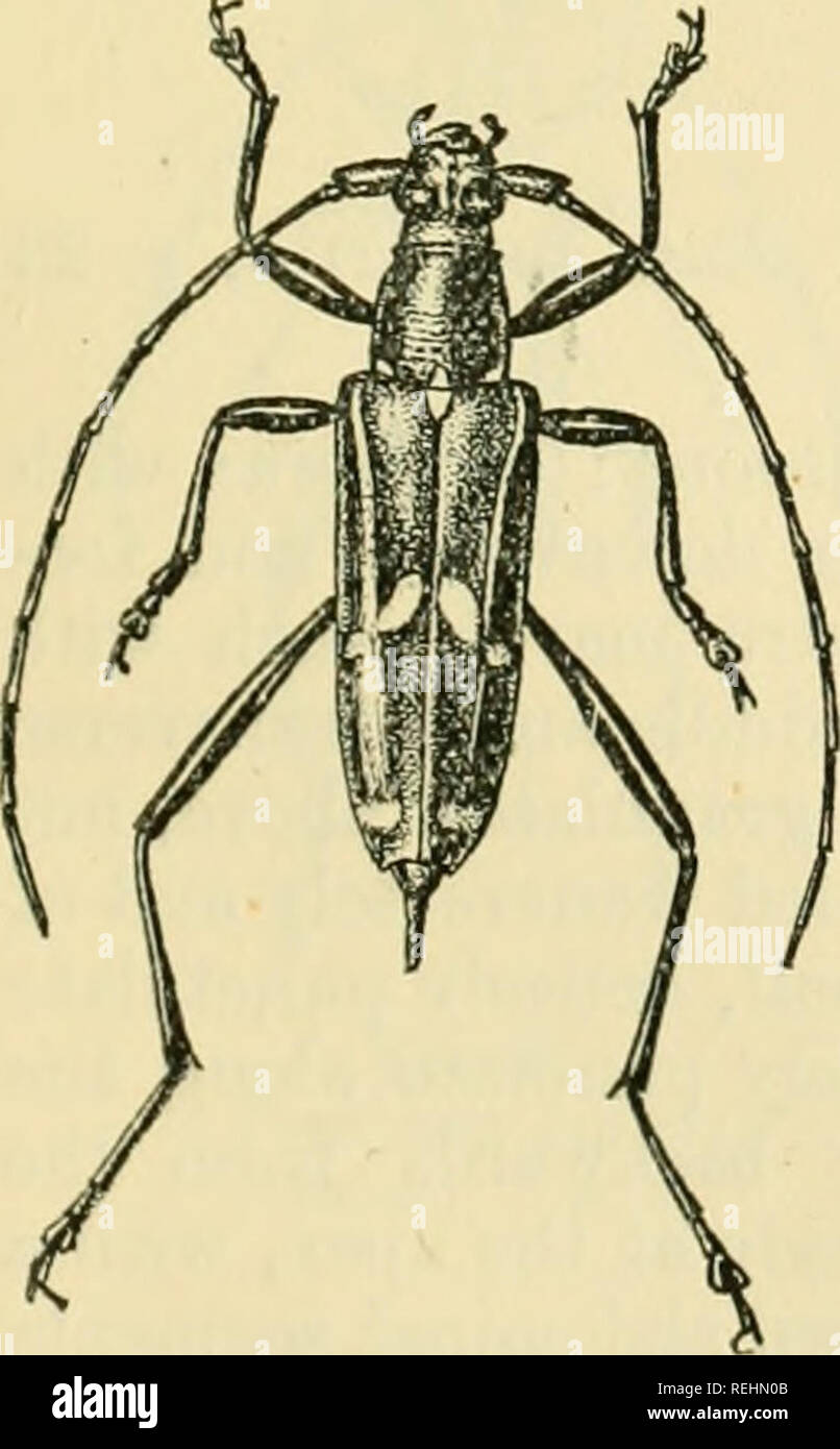 Extended middle legs hi-res stock photography and images - Alamy