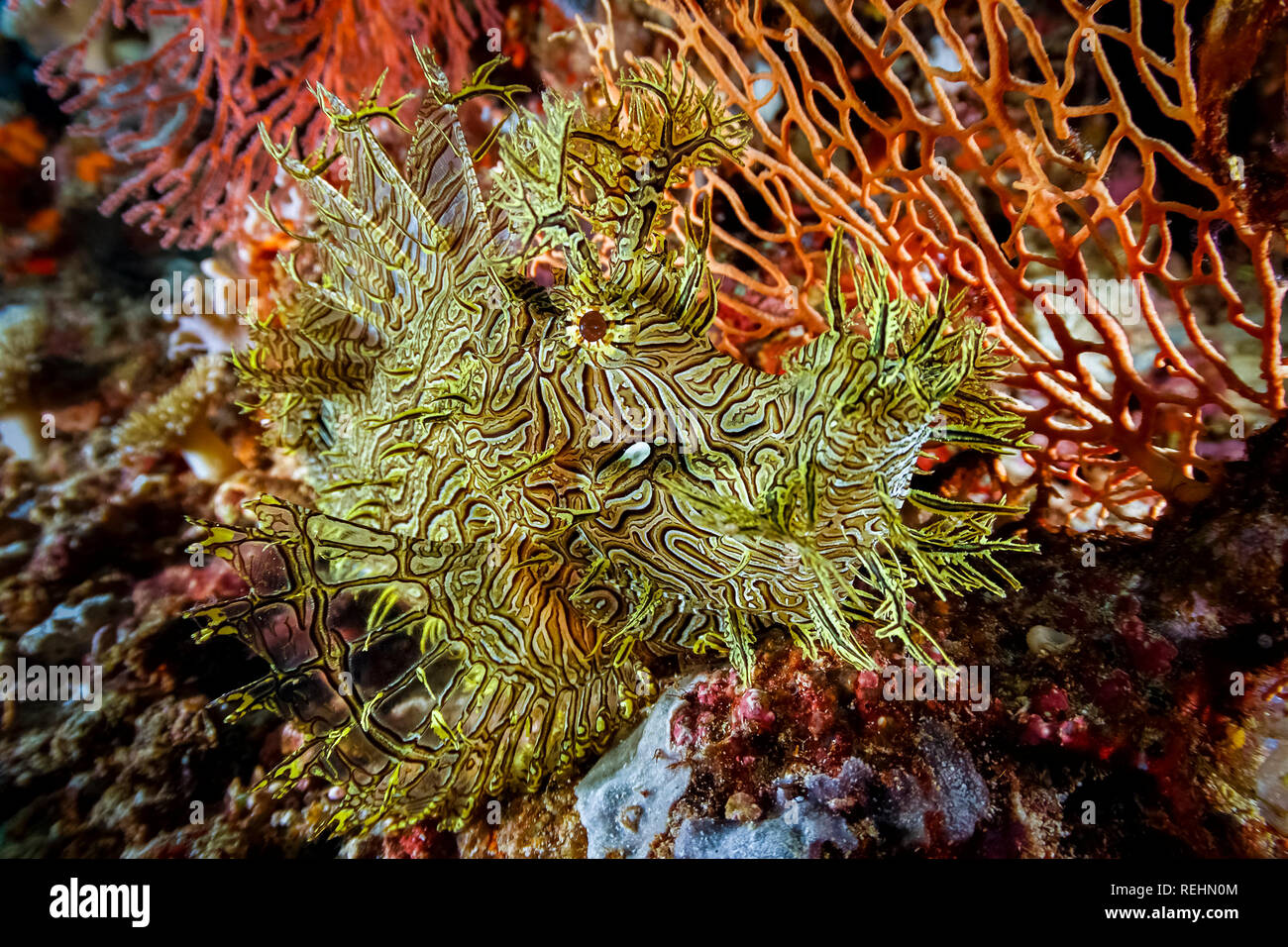 lacey scorpionfish, Rhinopias aphanes, Milne bay, Alotao, Papua New ...
