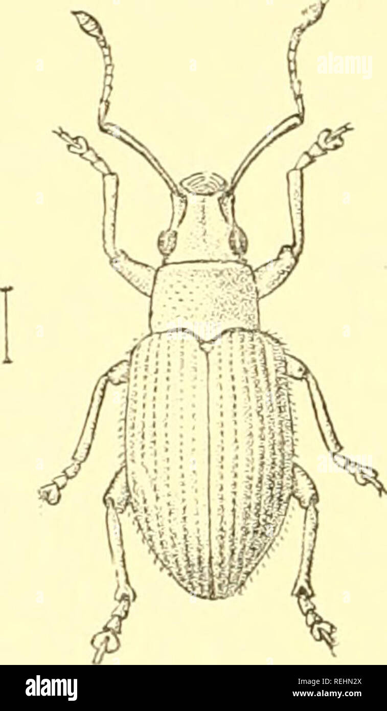 . Coleoptera. Rhynchophora:-Curculionidæ,. Curculionidae. 330 ...