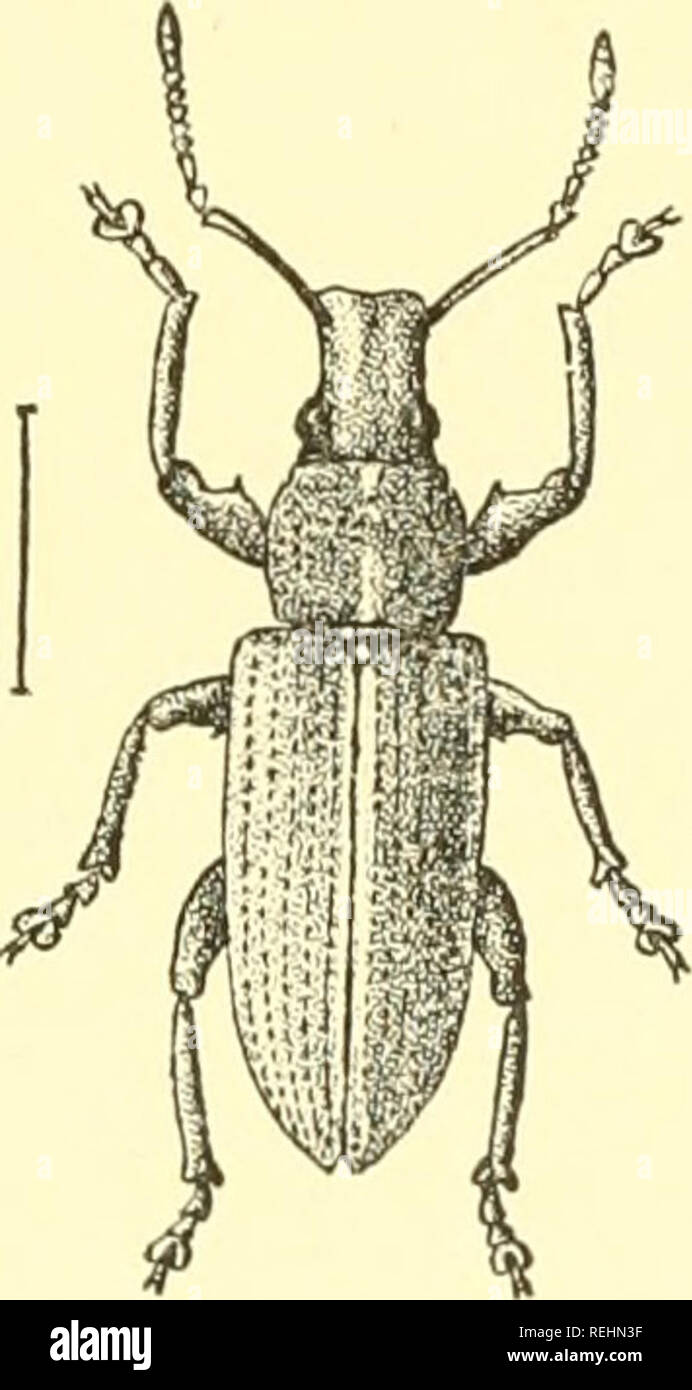 . Coleoptera. Rhynchophora:-Curculionidæ,. Curculionidae. MYLLOCERUS ...