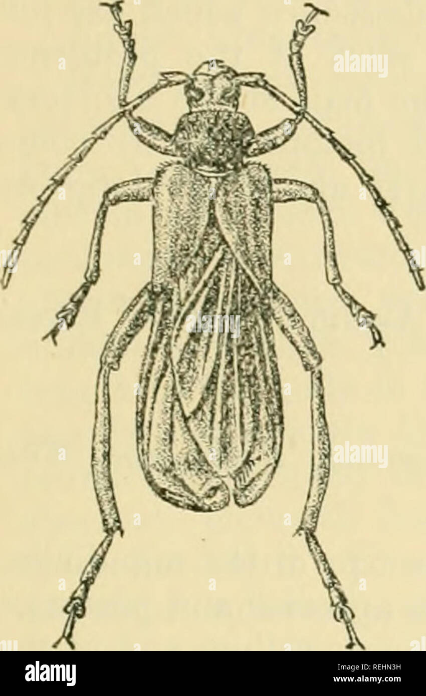 Blue colobus hi-res stock photography and images - Alamy