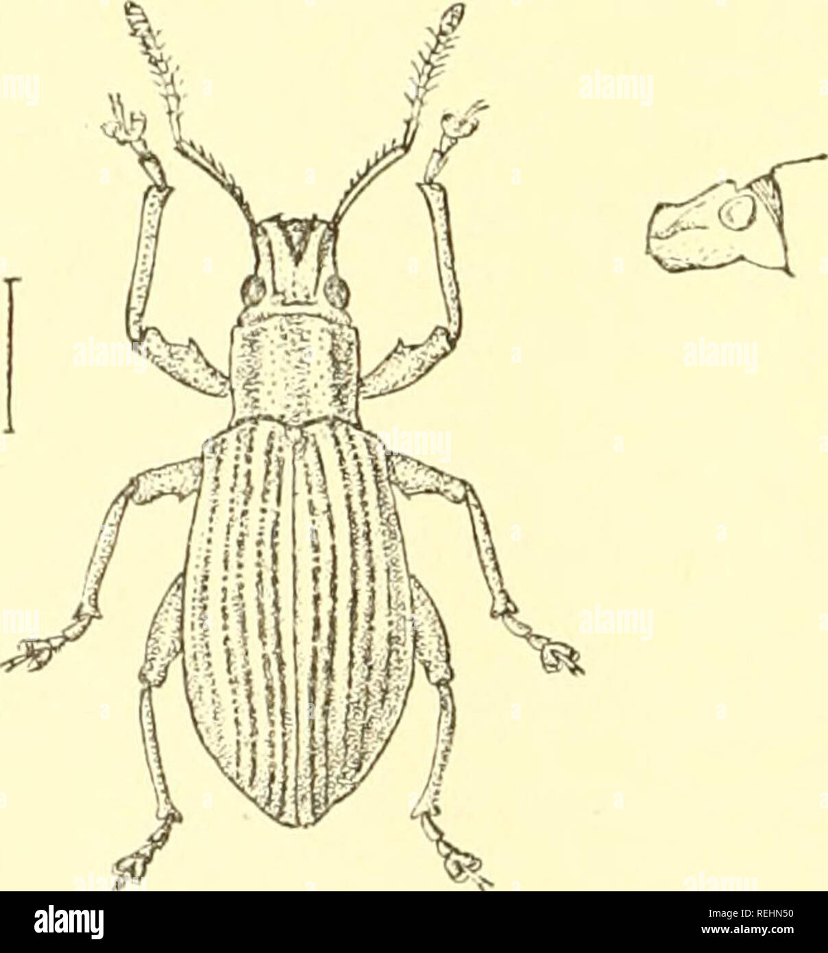 . Coleoptera. Rhynchophora:-Curculionidæ,. Curculionidae. 290 ...