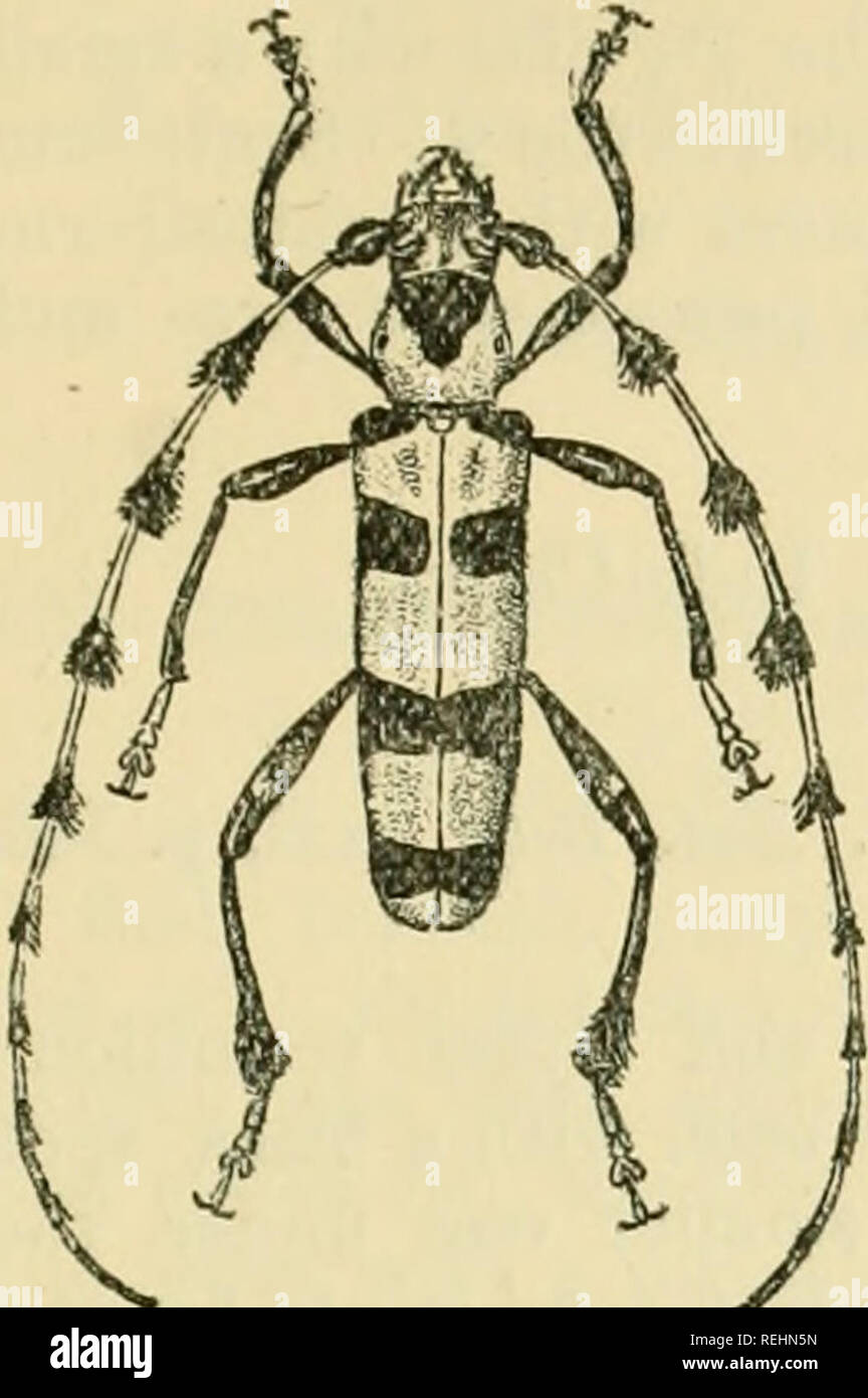 . Coleoptera. Vol. I. [Longicornia. Part I.]. Beetles; Cerambycidae ...